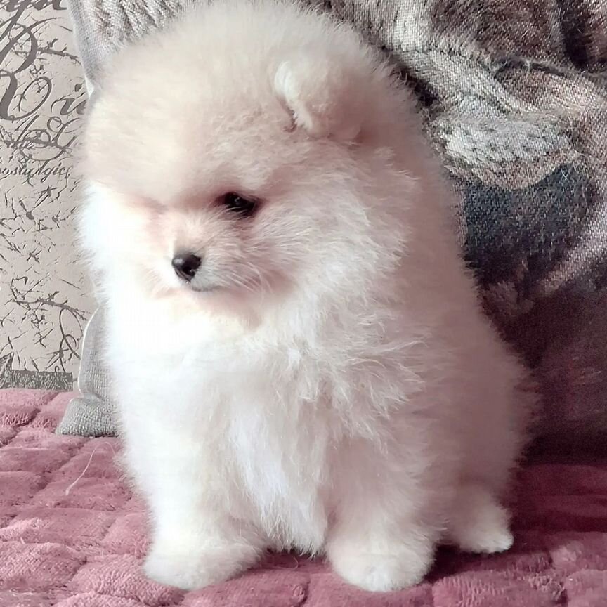Немецкий шпиц, щенок
