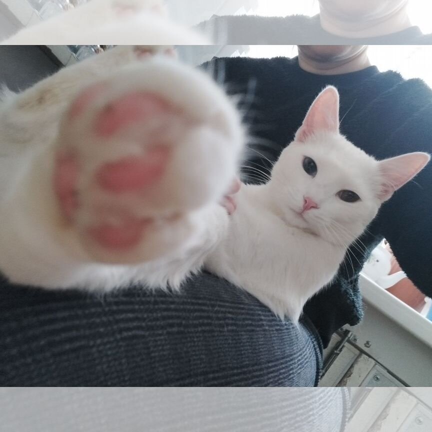 Взрослая, кошка в добрые руки