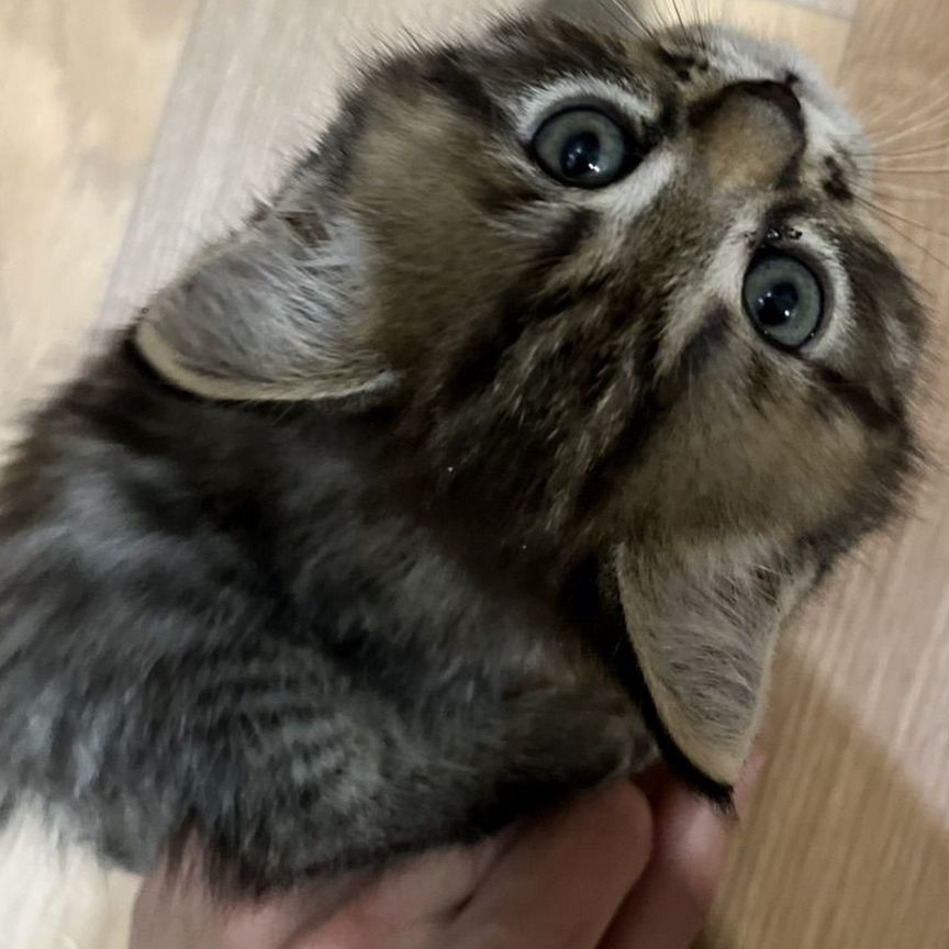 Котята породистые помесь британца и мэйкуна
