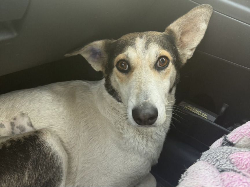 Собака девочка стерильная