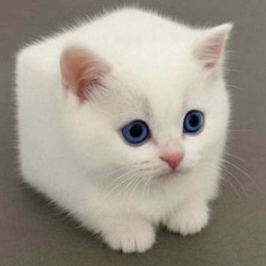 Сибирский котёнок
