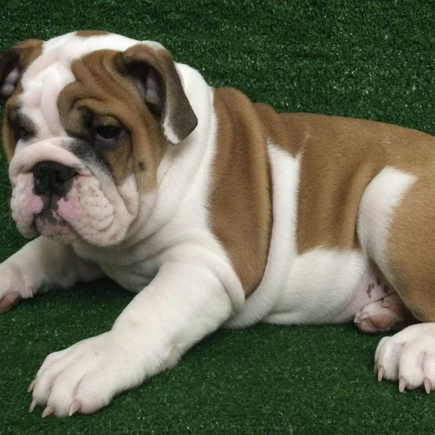 Девочка Ириска