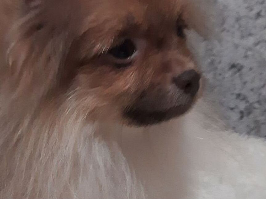 Шикардосики