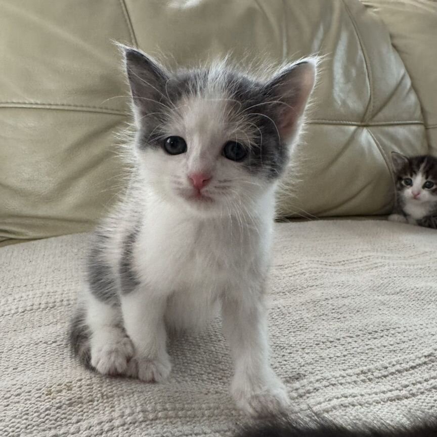Котенок