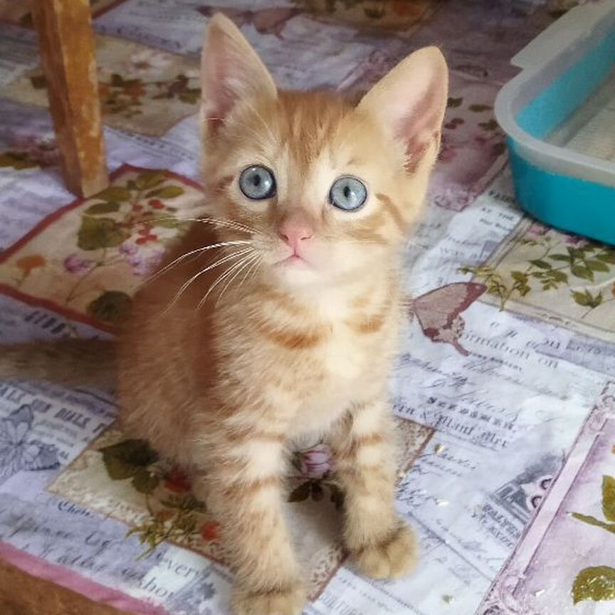 Рыжий котенок мальчик