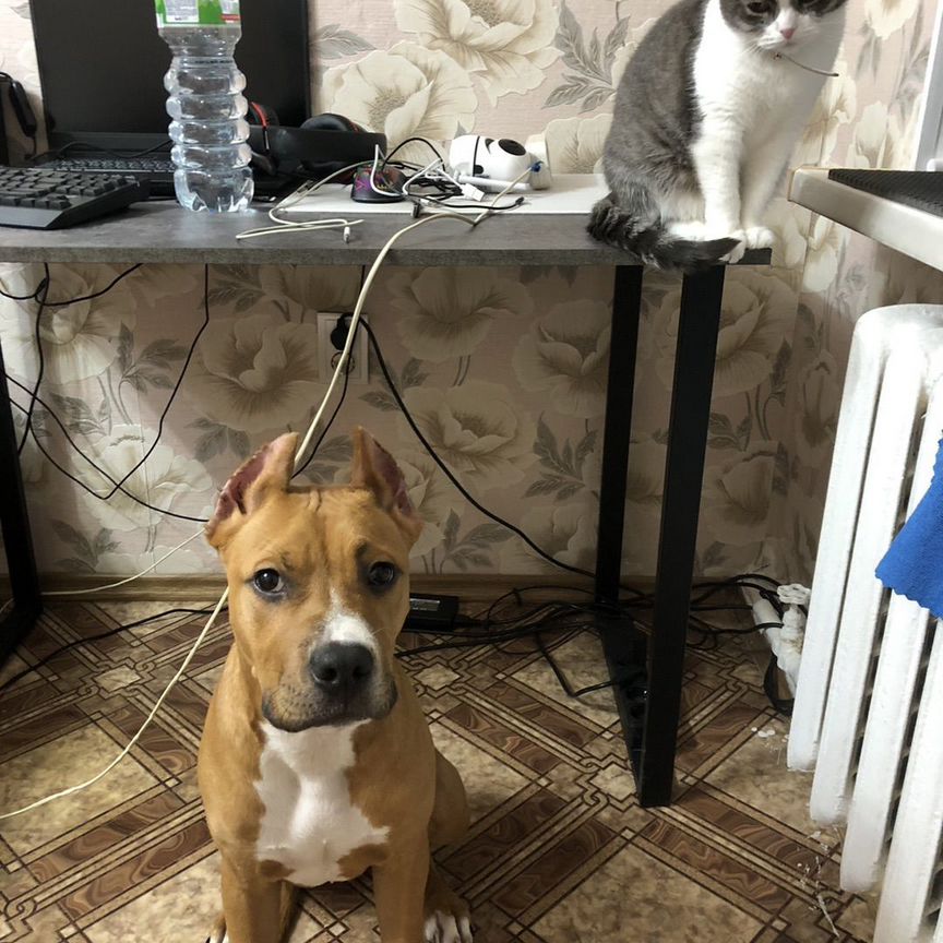 Собака и кошка