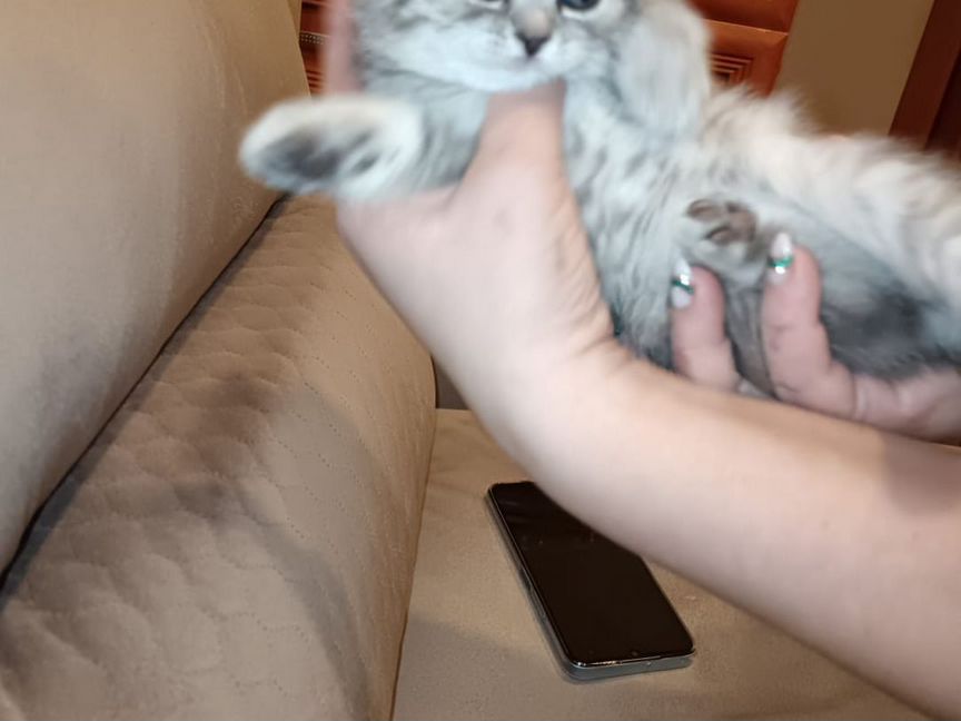 Британская плюшевая кошечка