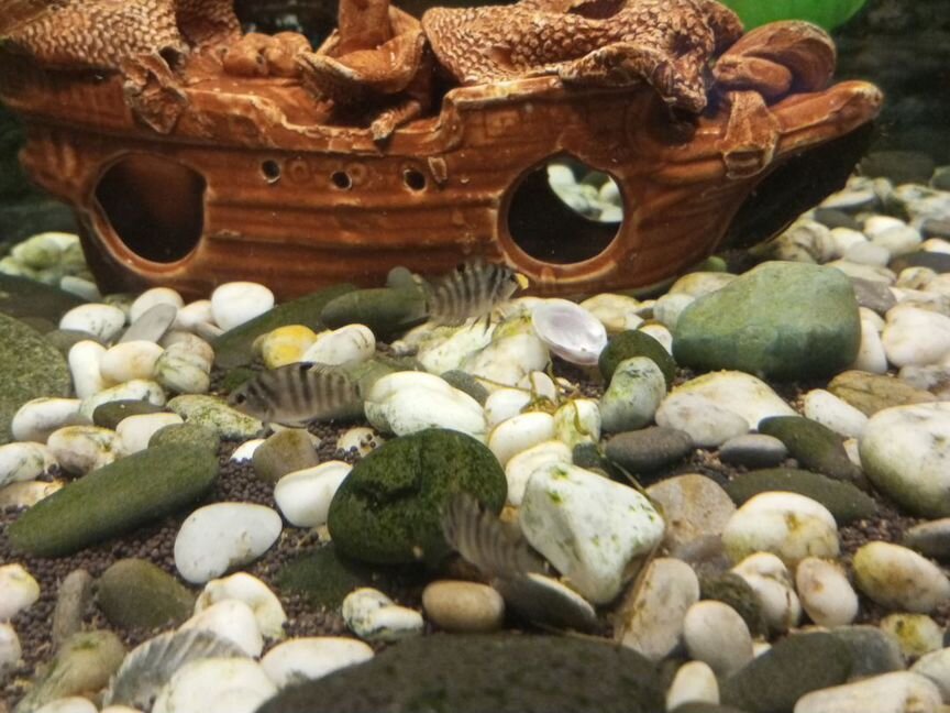 Малавийские цихлиды