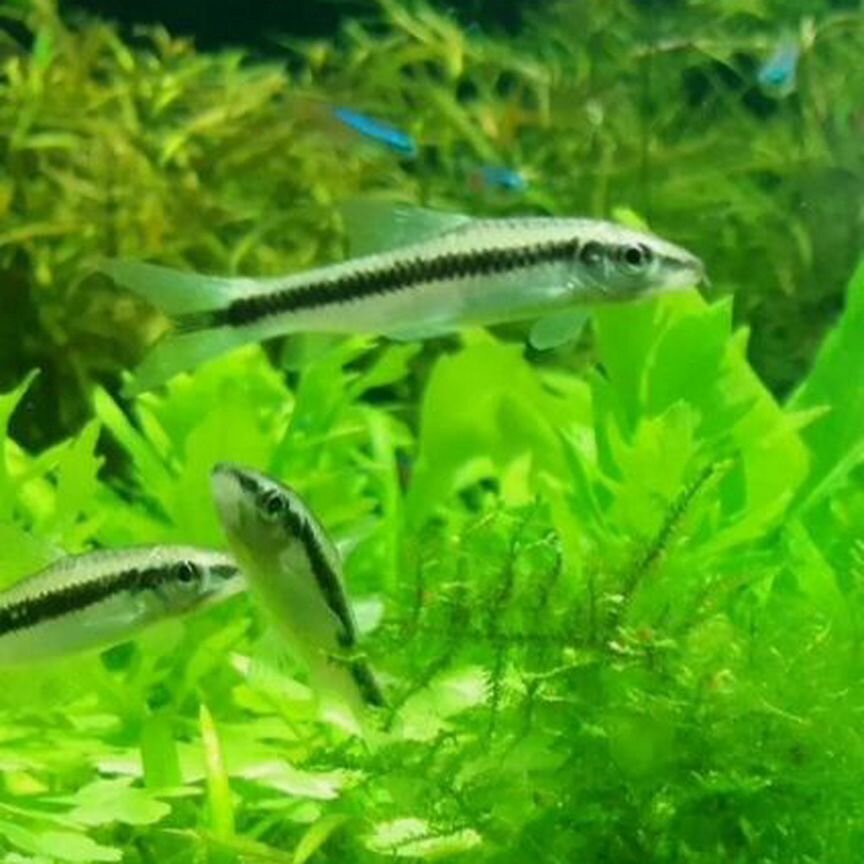 Сиамский водорослеед