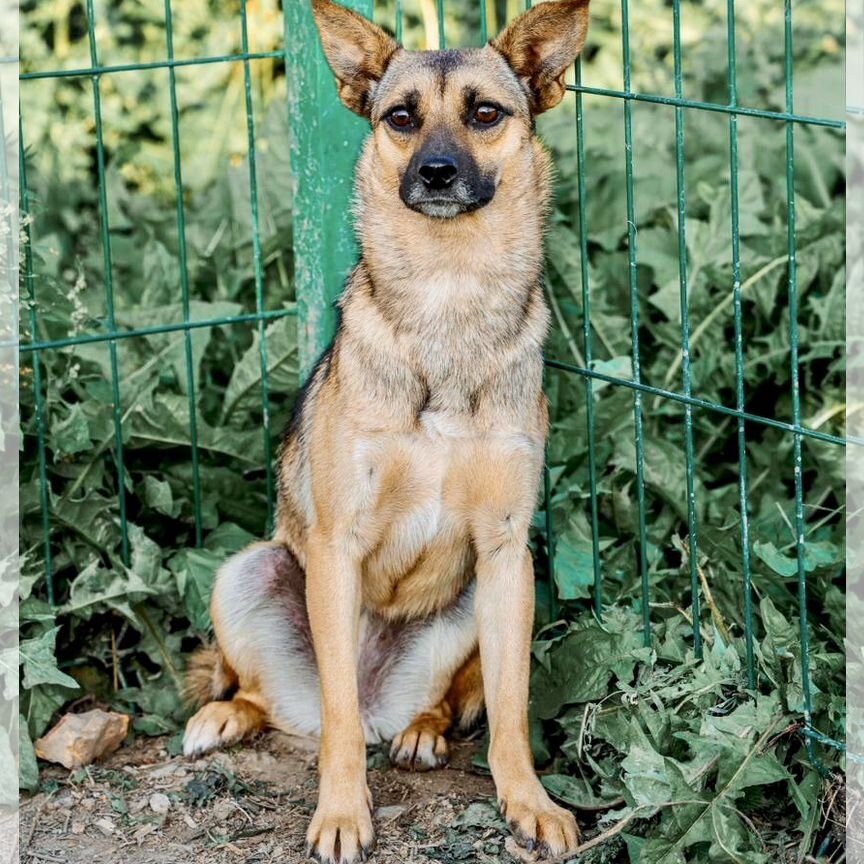 Собака в добрые руки