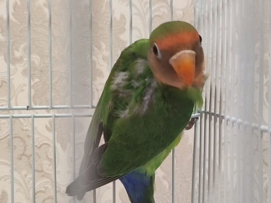 Попугай неразлучник