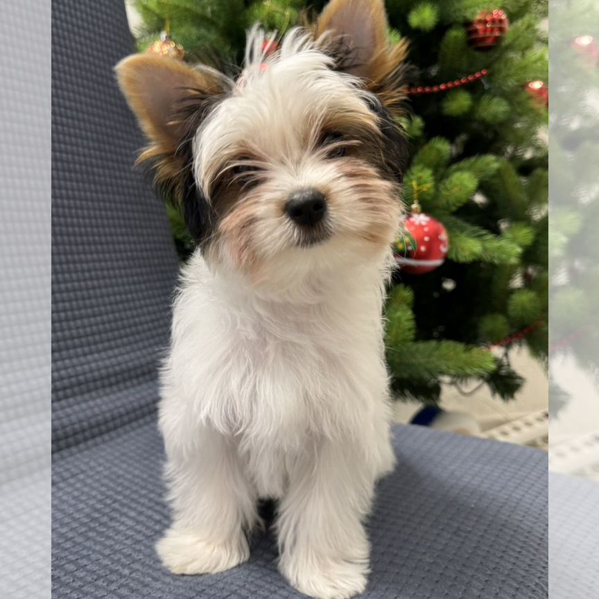 Бивер-йоркширский терьер, щенок