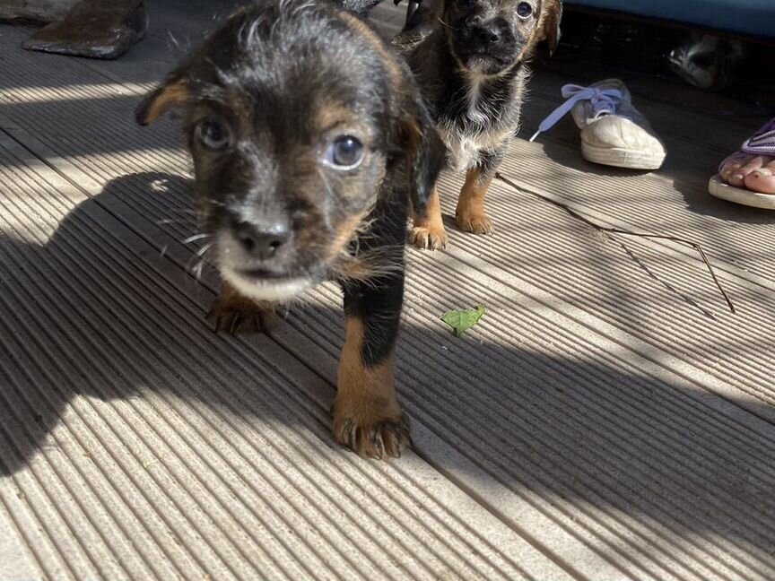 Щенята в добрые руки