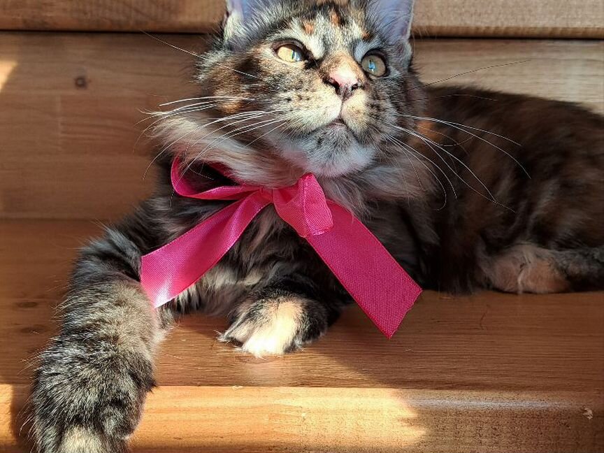 Кошечка мечты
