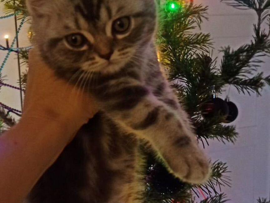 Котик