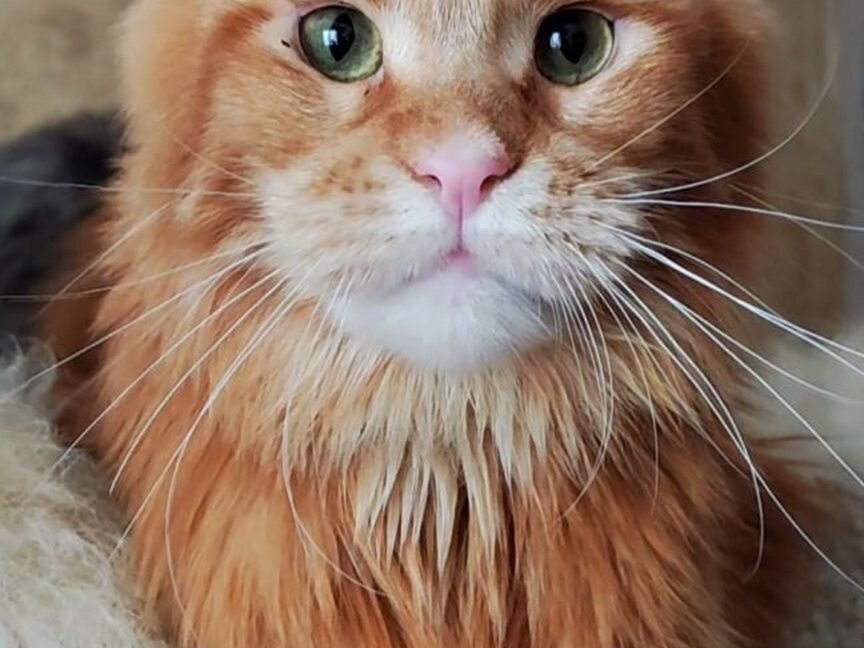 Мейн-кун Рон