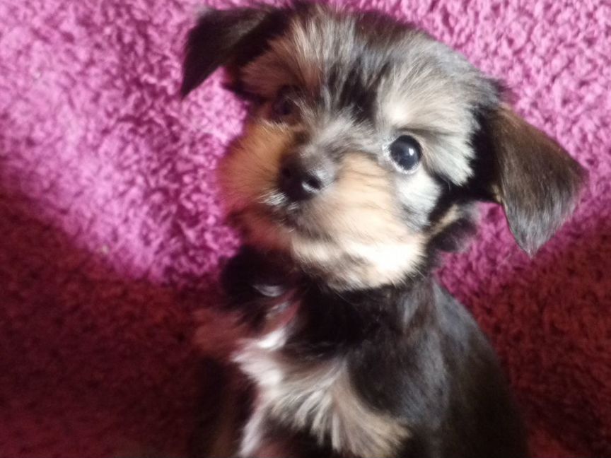 Куколка йоркширский терьер