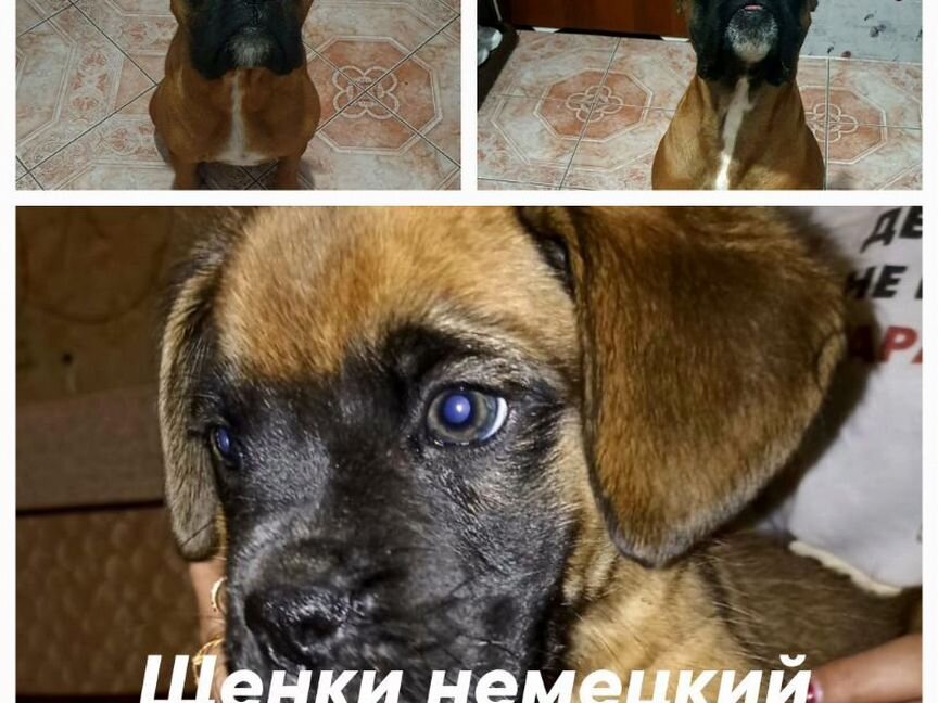 Боксер
