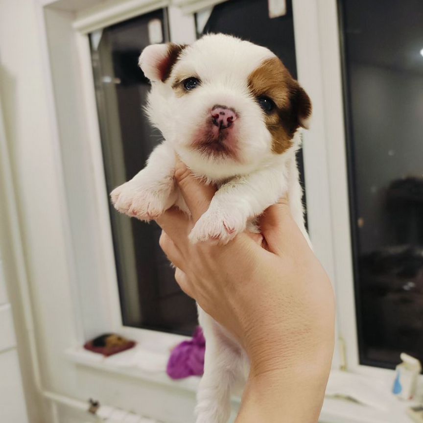 Йоркширский терьер, щенок