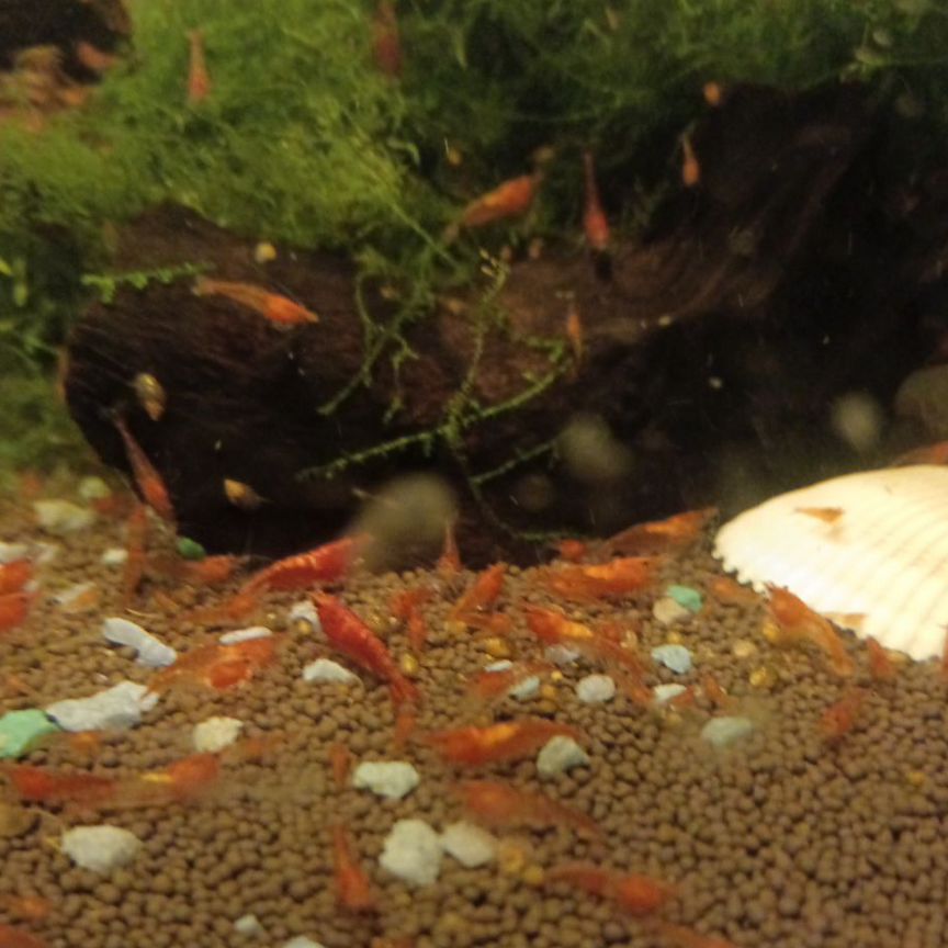 Аквариумные креветки красный огонь