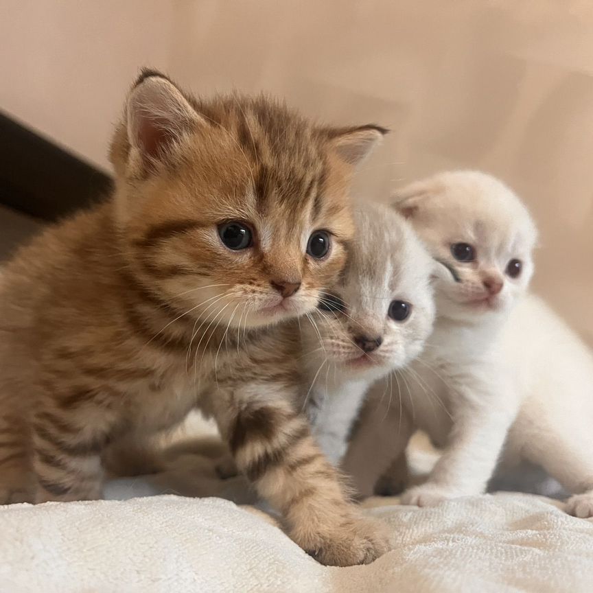 Шотландская