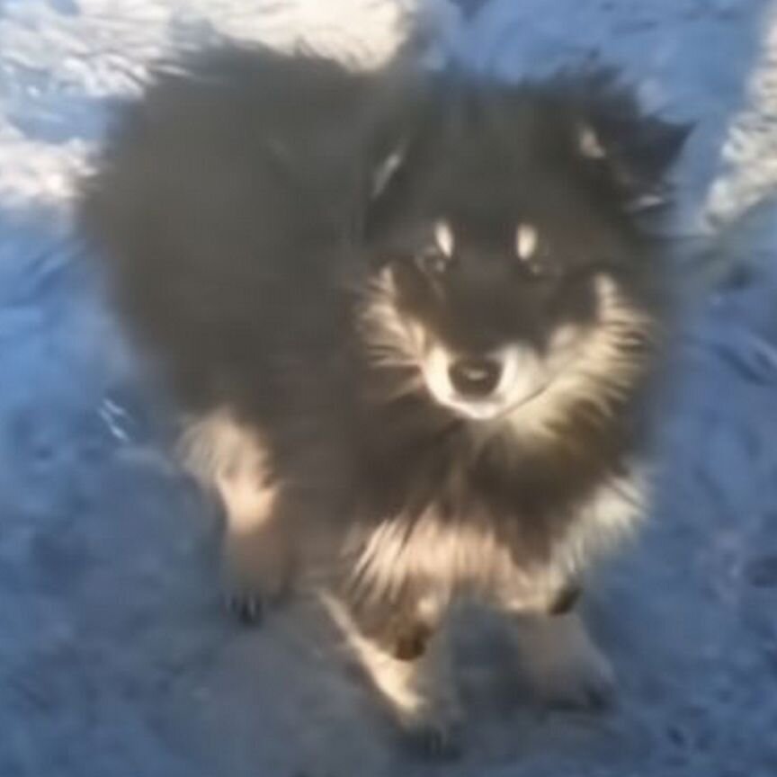 Щенок в добрые руки