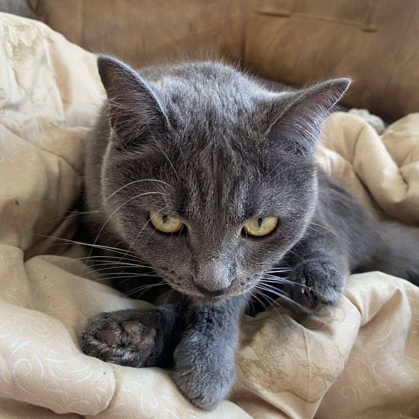 Взрослая, кошка в добрые руки