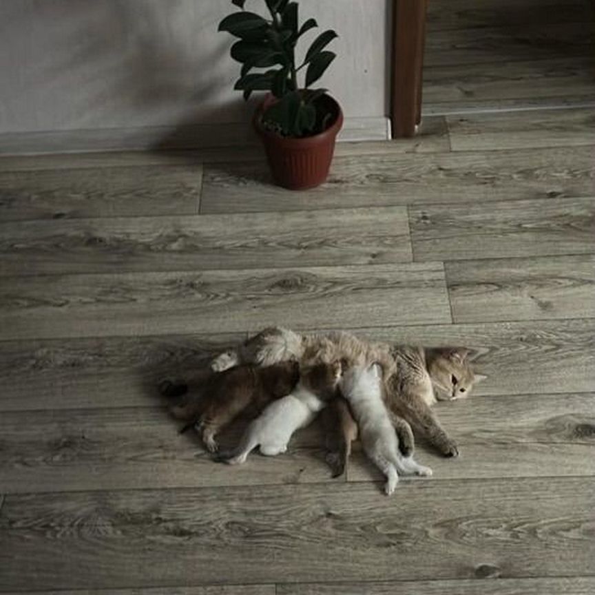 Британские котята золотая шиншилла