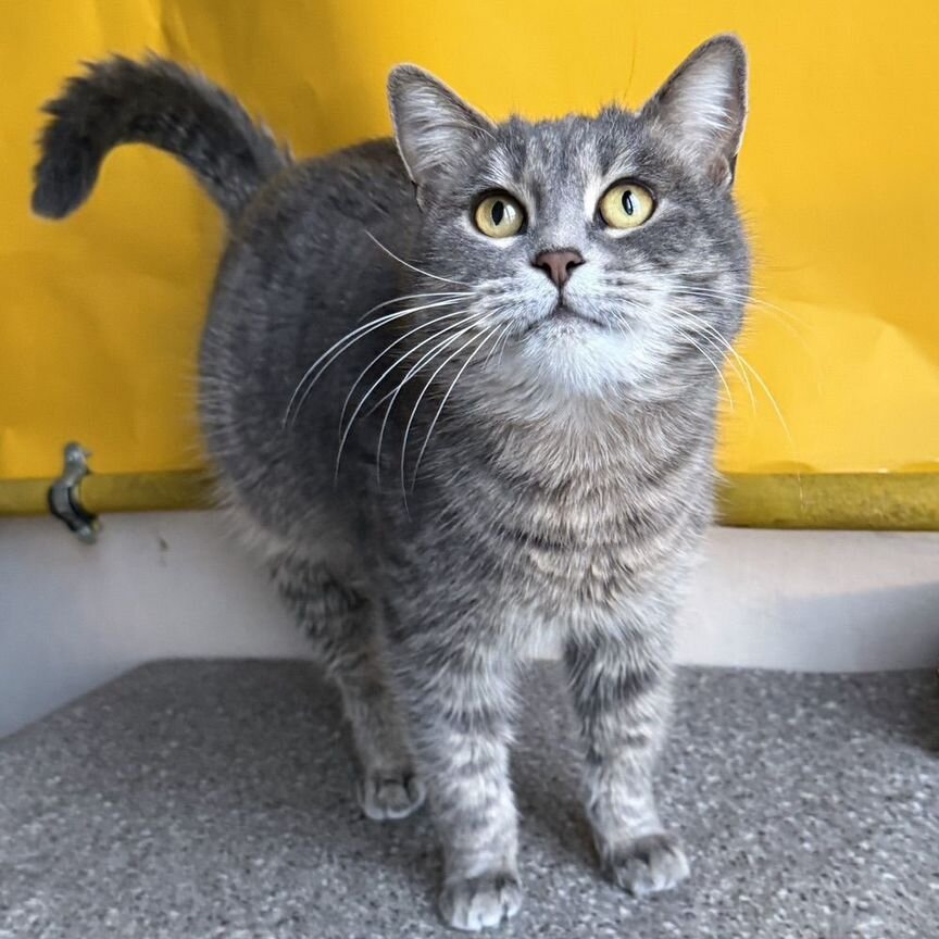 Британский короткошёрстный кот, взрослый