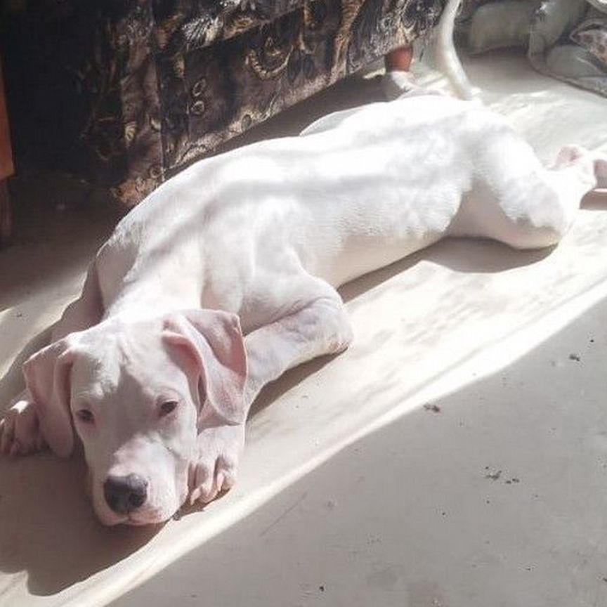 Аргентинский дог, щенок