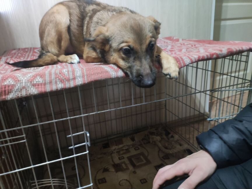 Собака, щенок около 3мес, можем доставить