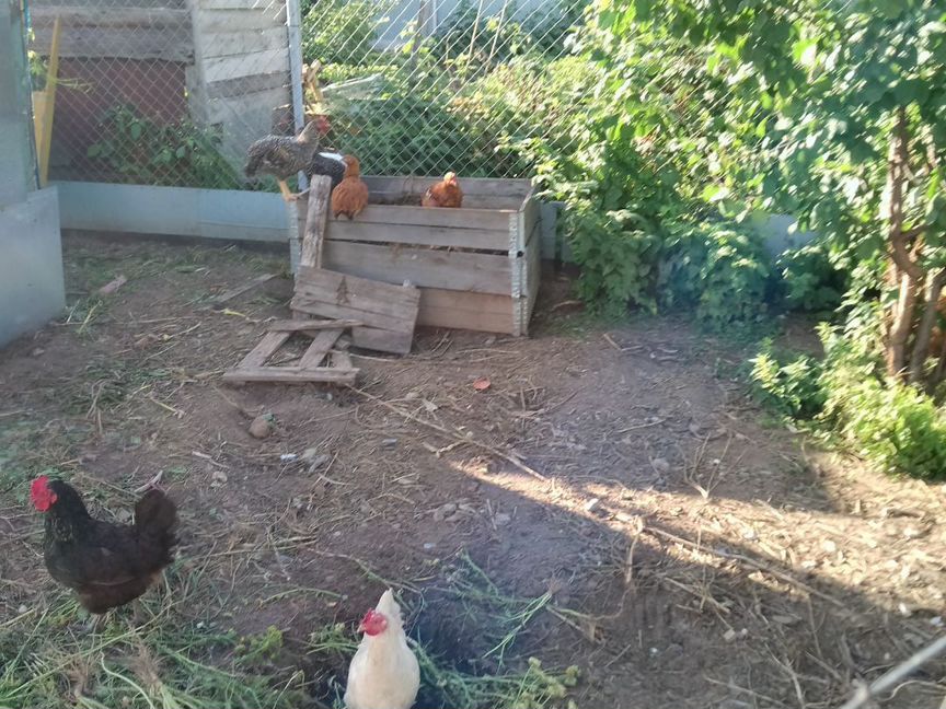 Куры молодки