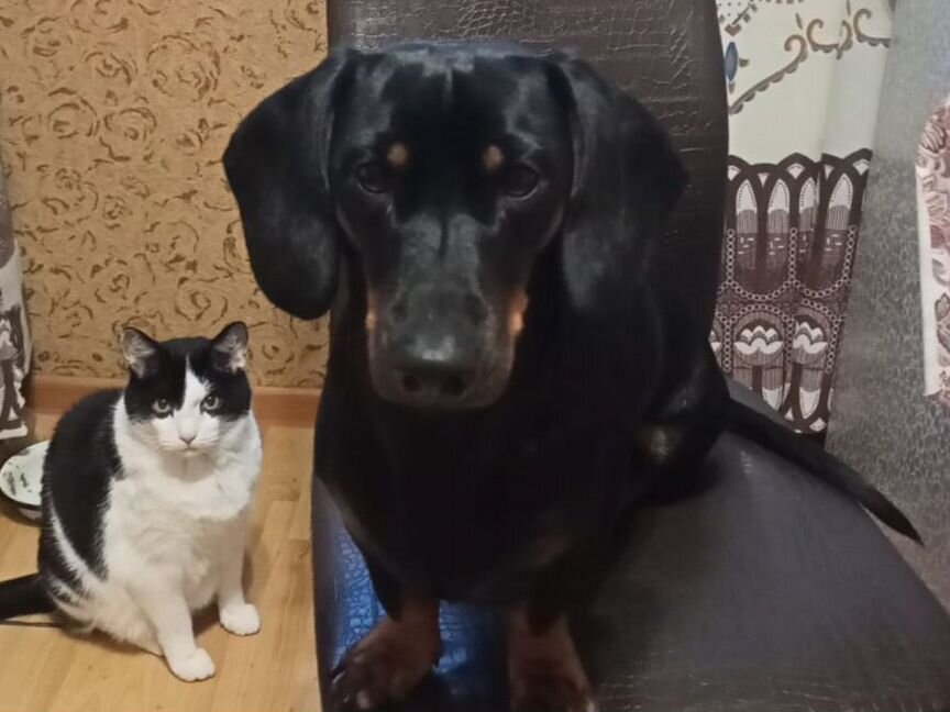 Такса в добрые руки со спальным местом