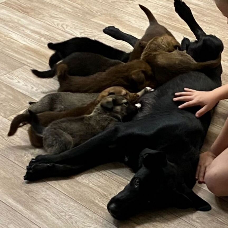 Лабрадудль, щенок