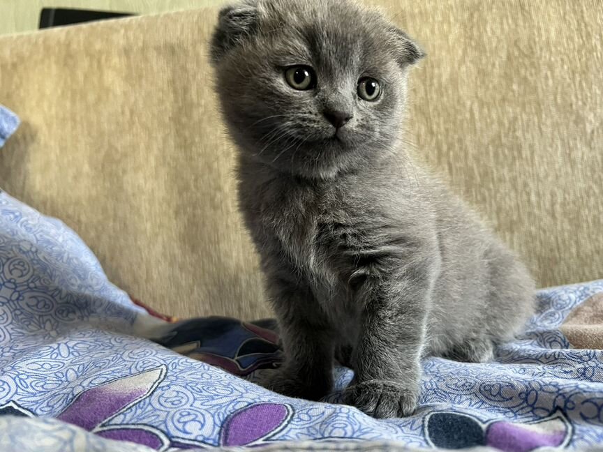 Британский котенок