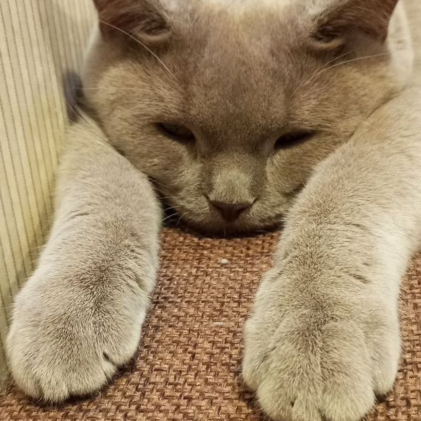 Британский кот