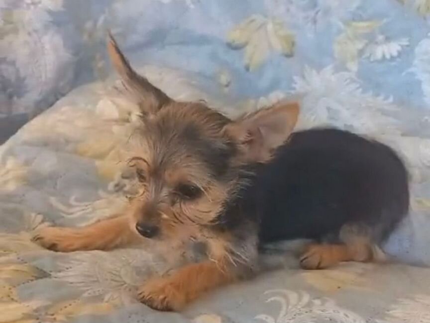 Метис,чихойорк