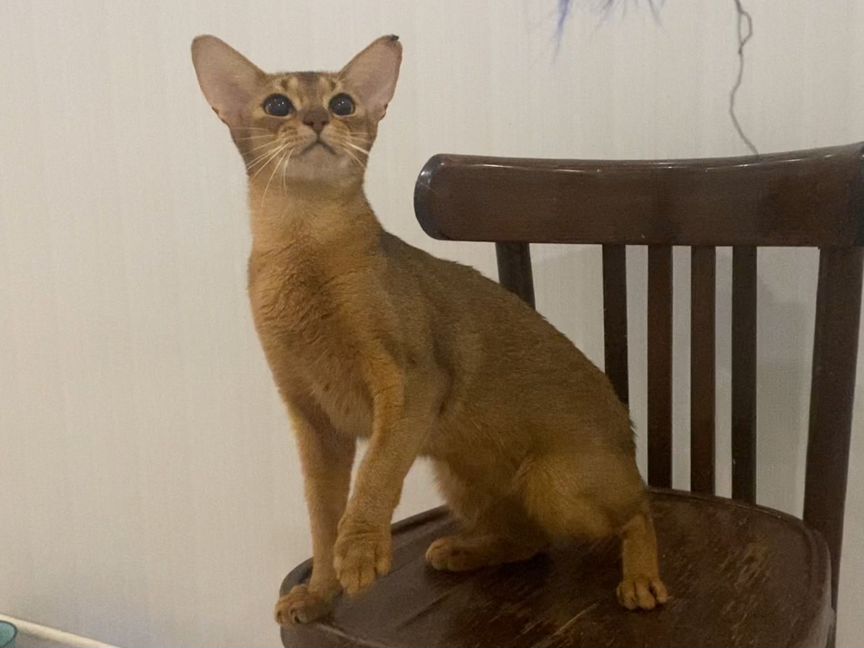 Абиссинская кошка