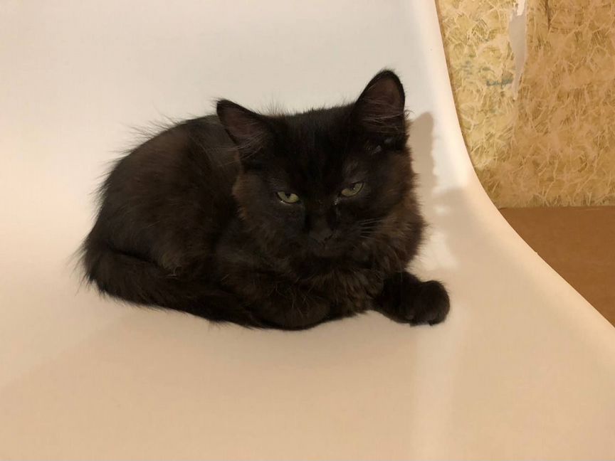 Чёрный котёнок 3,5 месяца