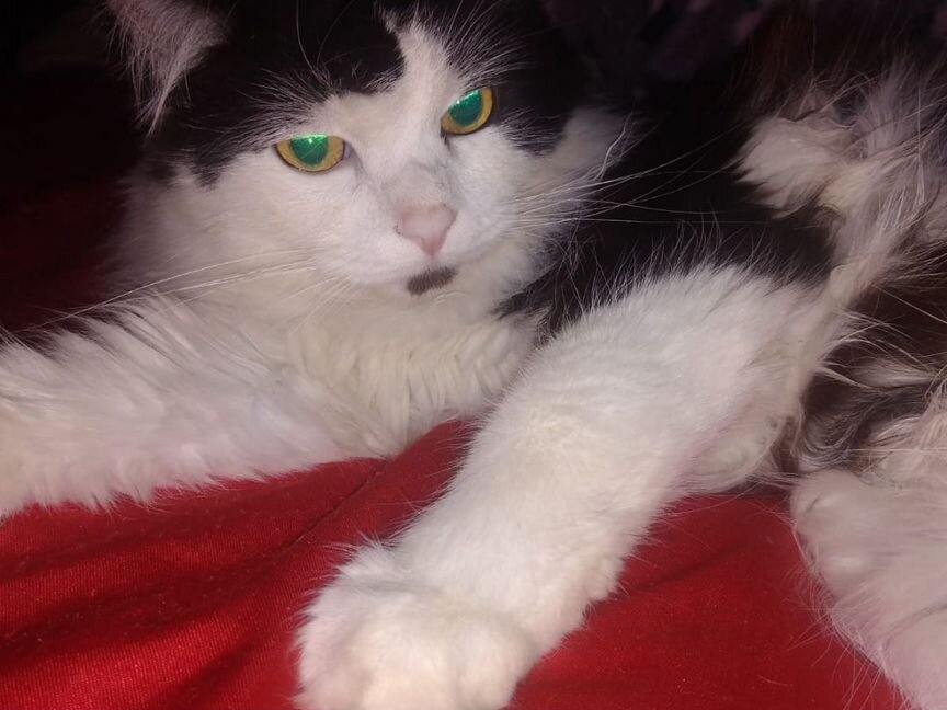 Котику нужен дом