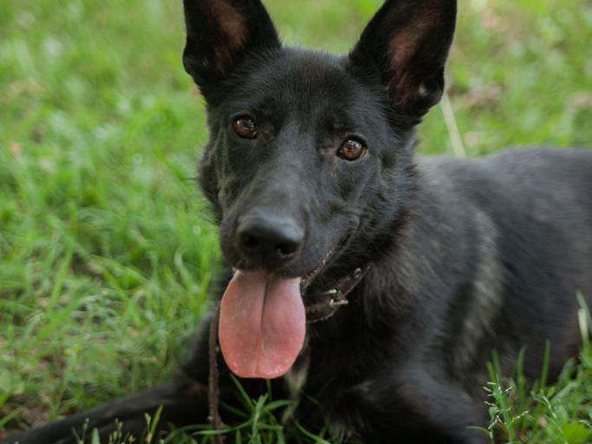 Щенок, метис немецкой овчарки, бесплатно