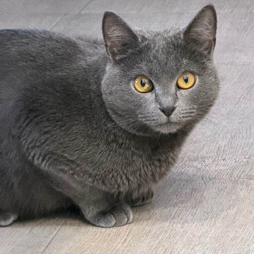 Взрослая, Девочка кошка в добрые руки