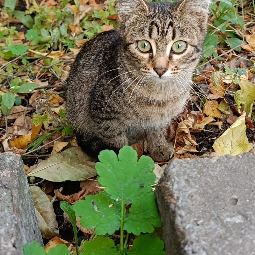 Котенок в добрые руки