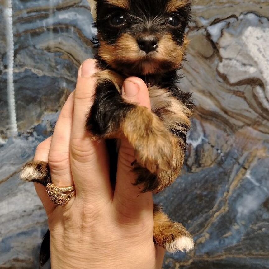 Йорочка super мини