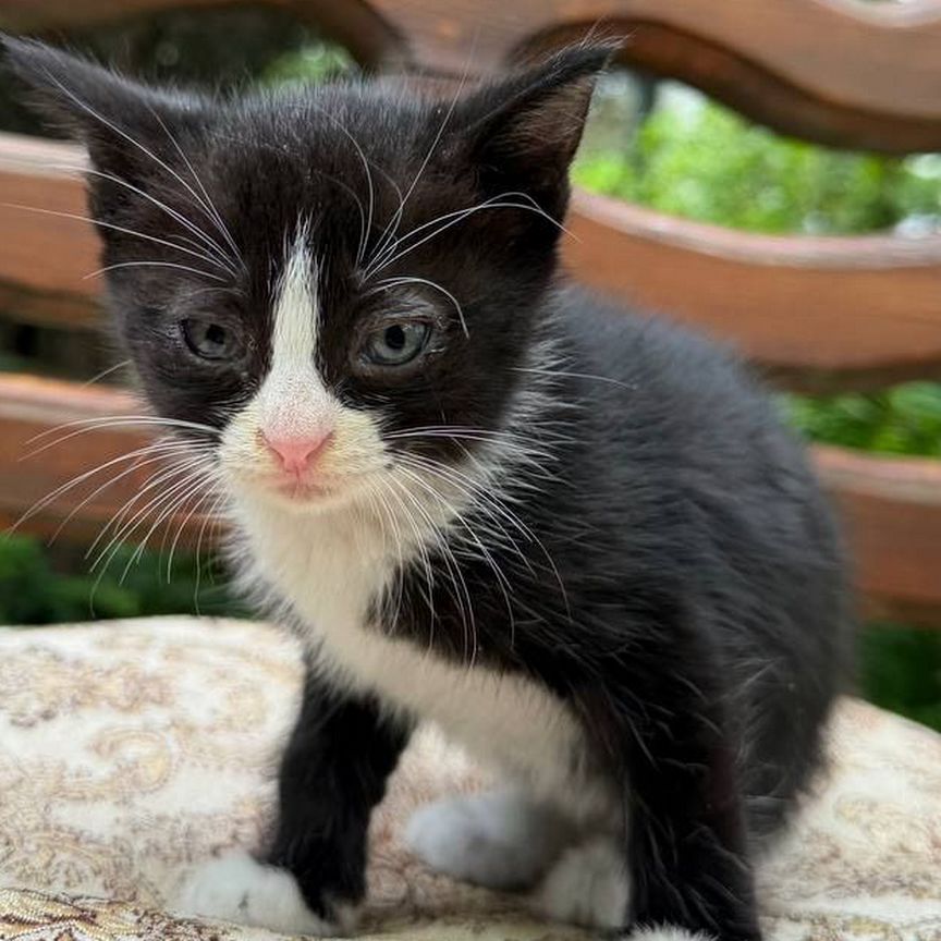 Котёнок в добрые руки
