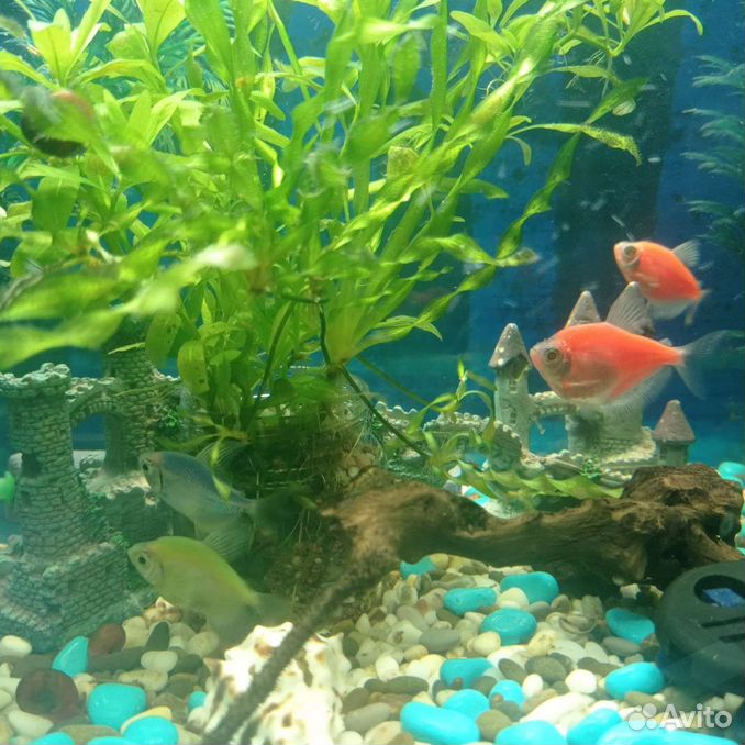 Тернеция 4 рыбки