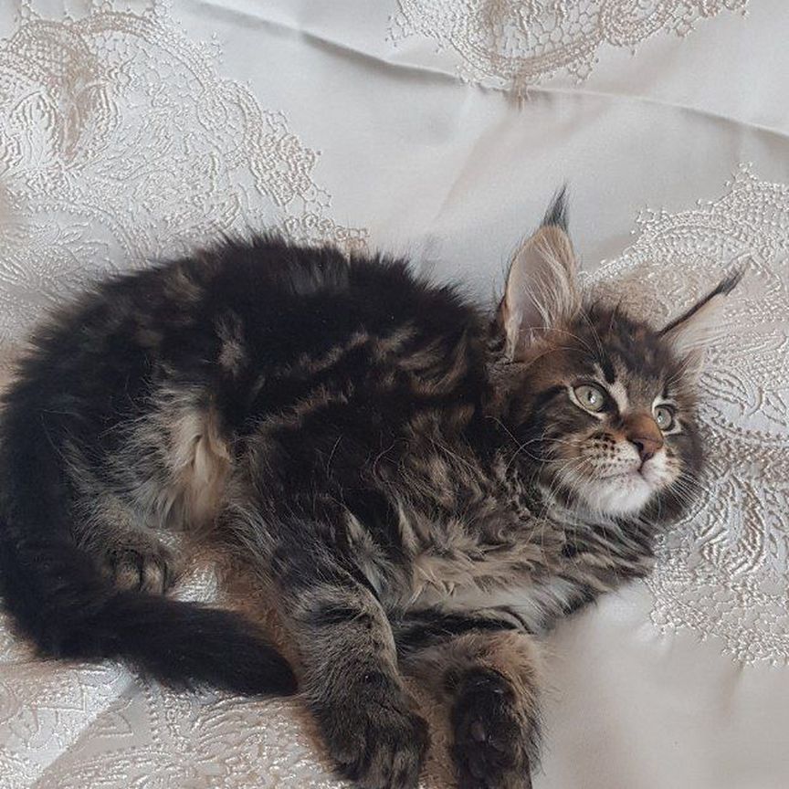 Котенок мейкун девочка