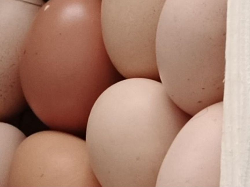 Яйца Китайских шолковых кур