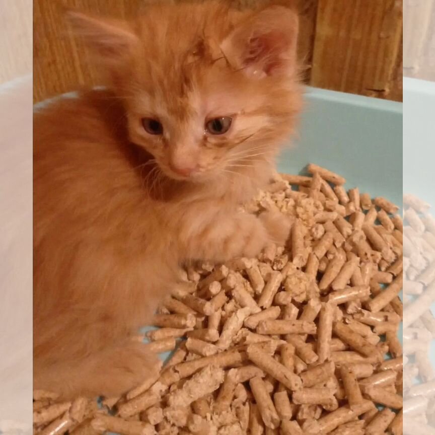 Котёнок в добрые руки