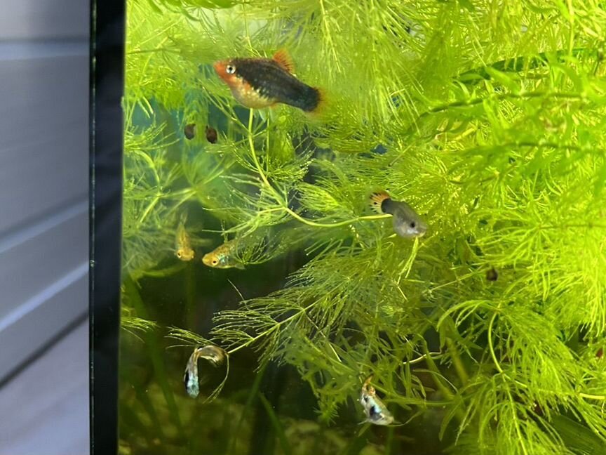 Аквариумные рыбки